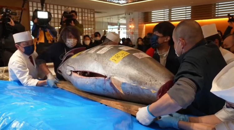 Por que o atum azul é tão caro? Sabor e tradição explicam